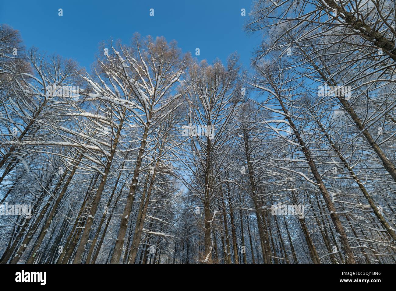Snowy forms winter backlit sunlight hi-res stock photography and images ...
