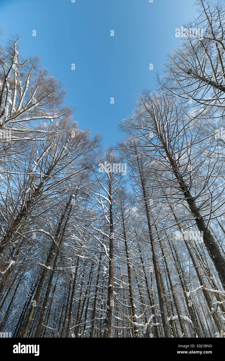 Rimlit silhouettes hi-res stock photography and images - Alamy