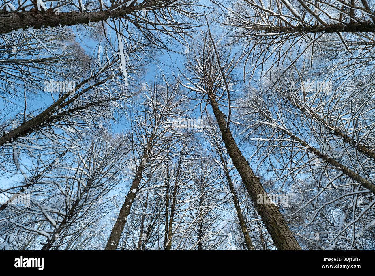 Paperbark lane hi-res stock photography and images - Alamy