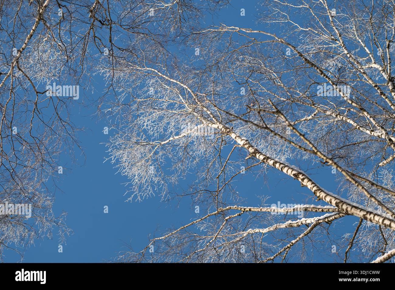 Paperbark silhouette hi-res stock photography and images - Alamy