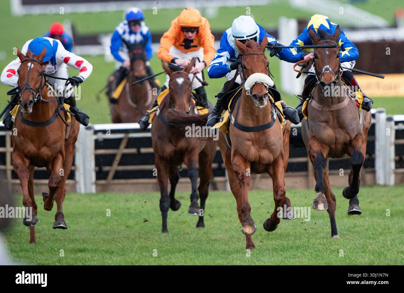 Live conti horse hi-res stock photography and images - Alamy