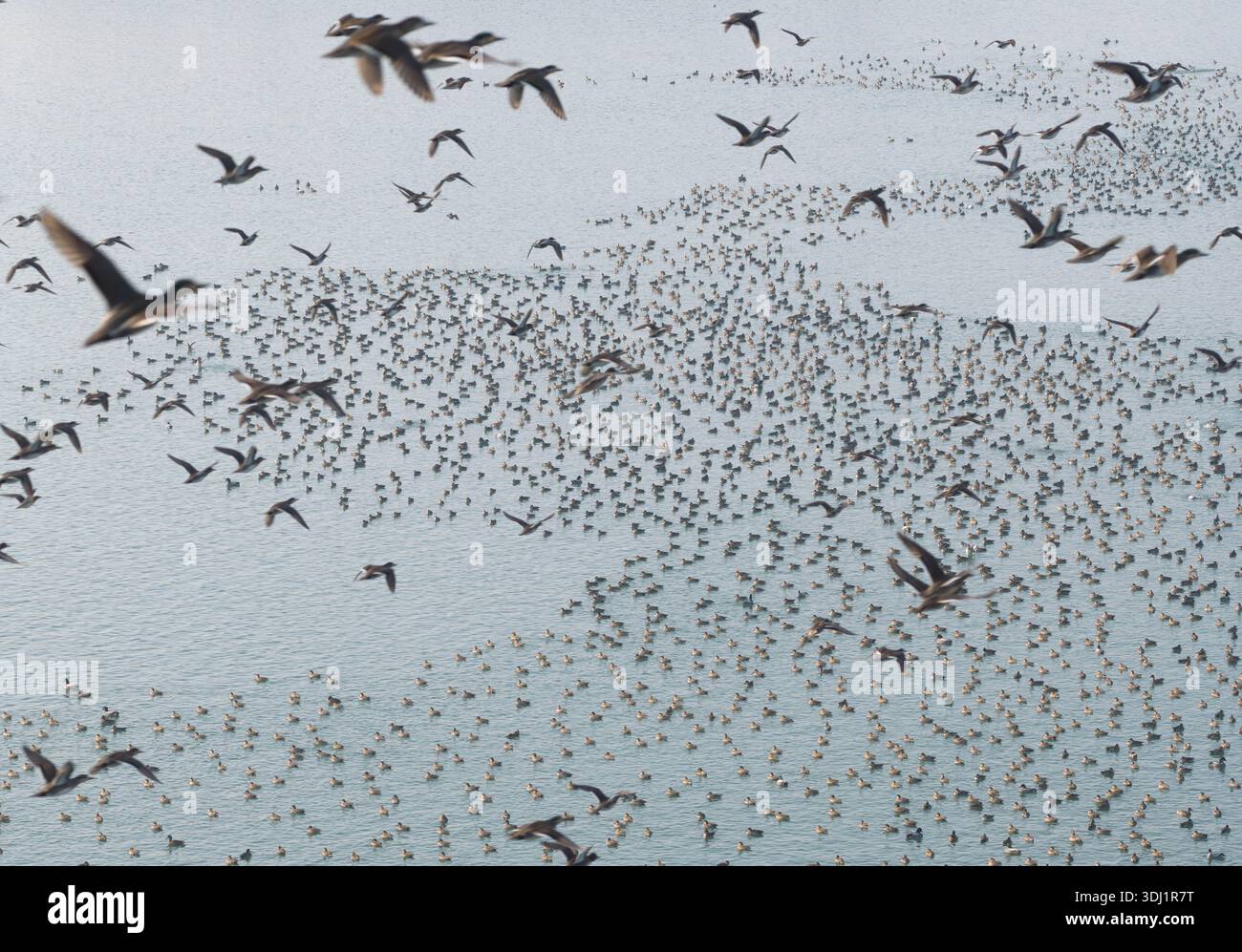 HUAI'AN, CHINA - JANUARY 24, 2026 - Migratory birds flying over Baimahu ...