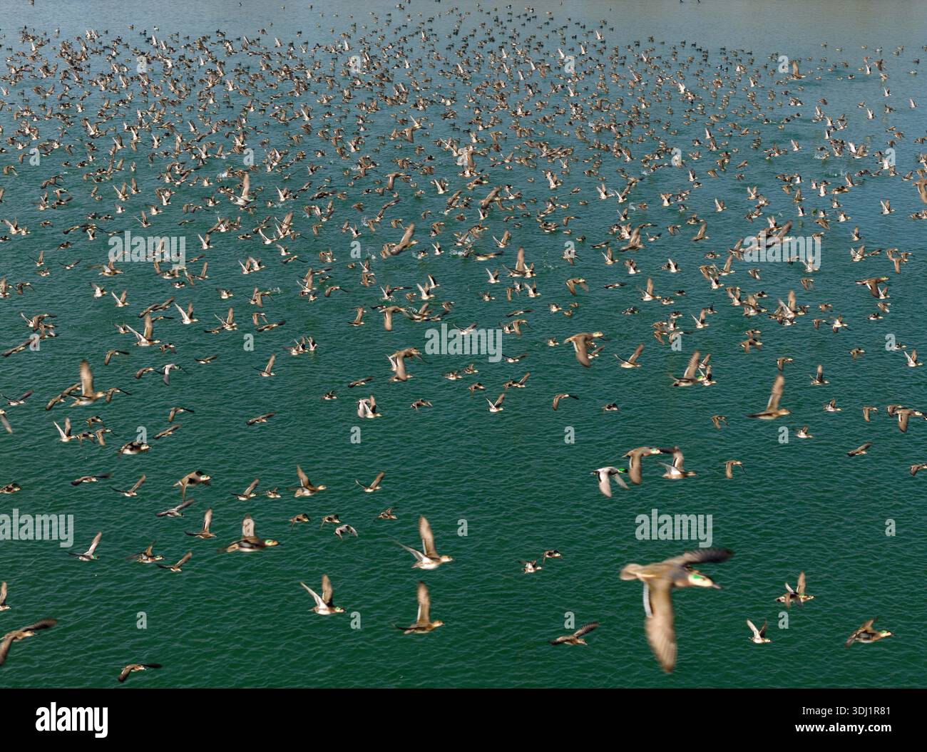 HUAI'AN, CHINA - JANUARY 24, 2026 - Migratory birds flying over Baimahu ...