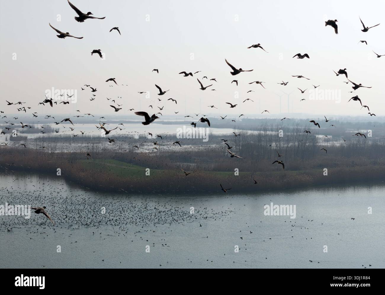 HUAI'AN, CHINA - JANUARY 24, 2026 - Migratory birds flying over Baimahu ...