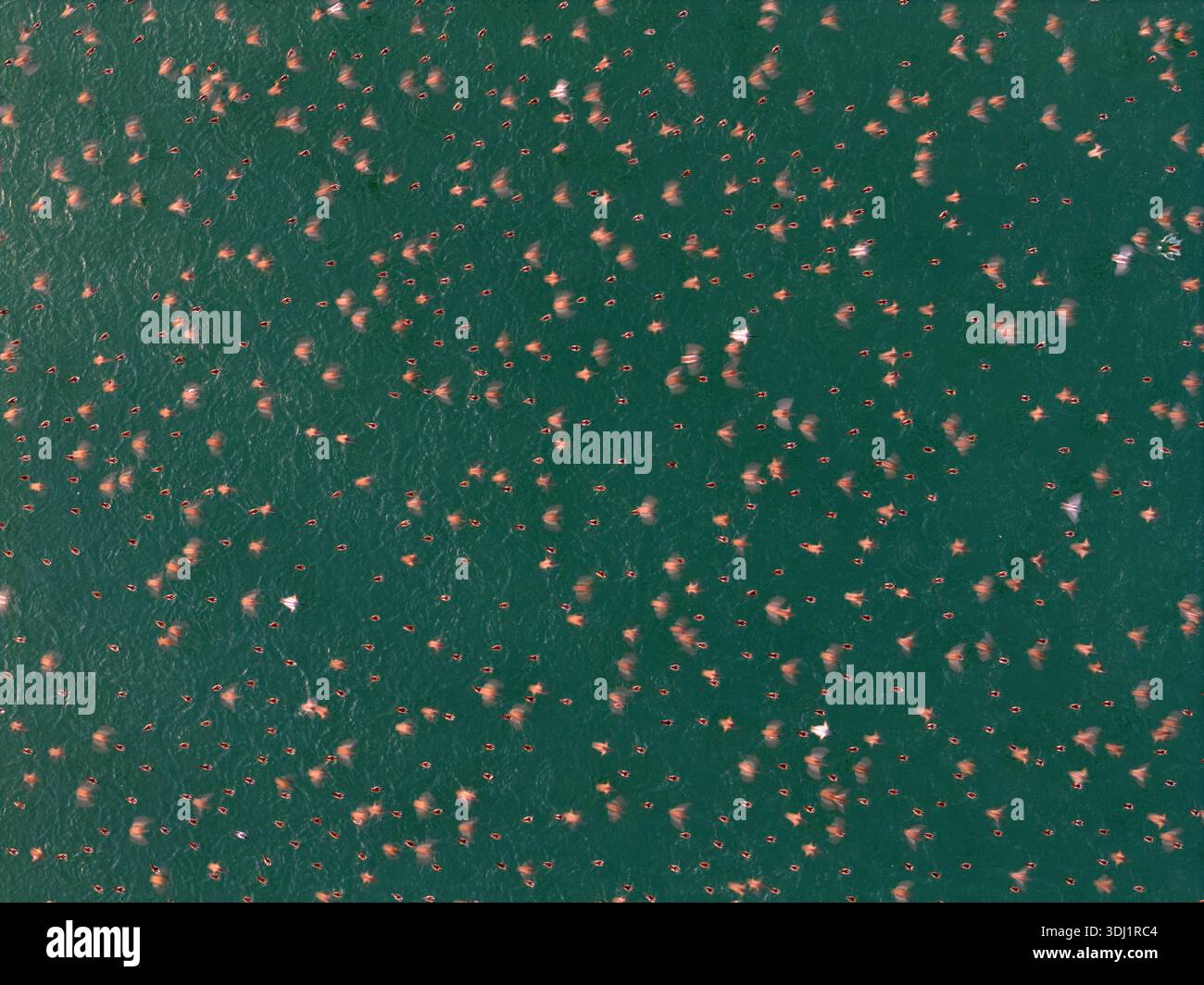HUAI'AN, CHINA - JANUARY 24, 2026 - Migratory birds flying over Baimahu ...