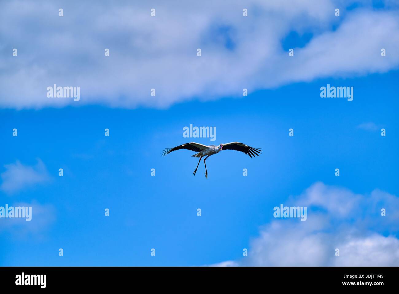 A majestic crane flies gracefully across a clear blue sky. Its large ...