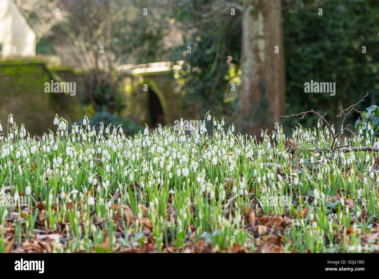 Kidderminster, UK. 24th January, 2026. UK weather: snowdrops erupt in a ...