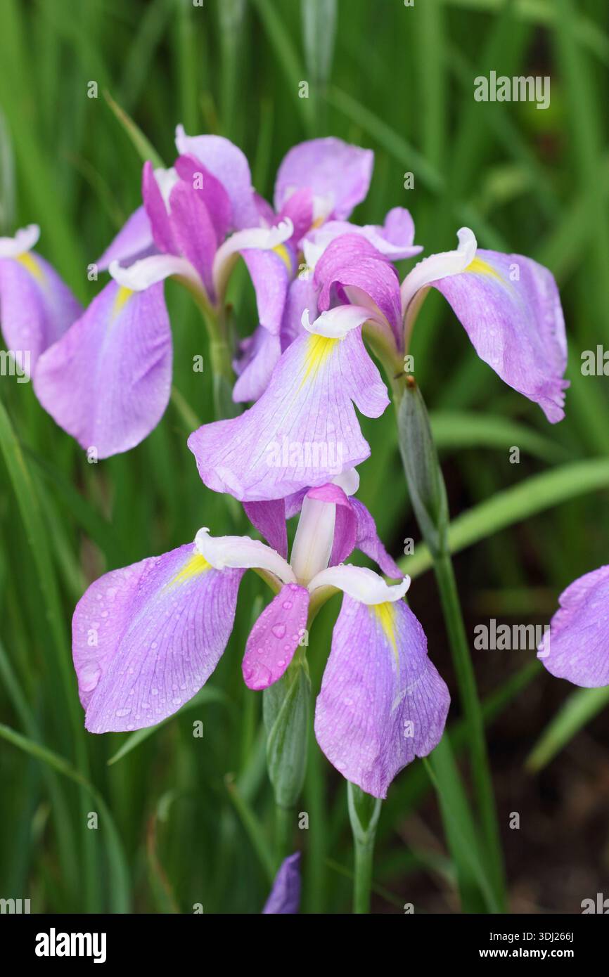 IRIS ENSATA ROWDEN KING Stock Photo - Alamy