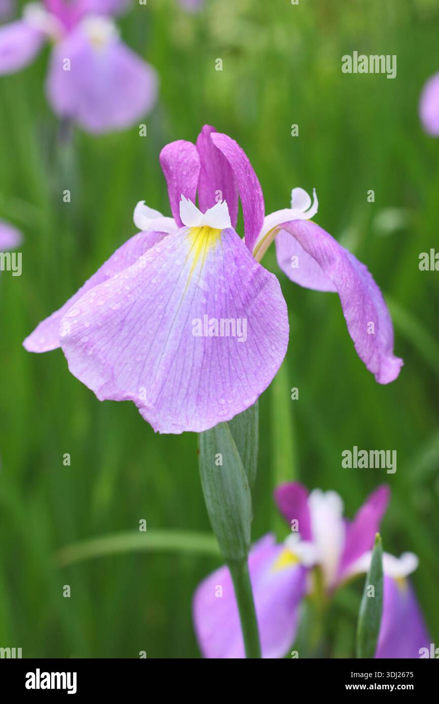 IRIS ENSATA ROWDEN KING Stock Photo - Alamy