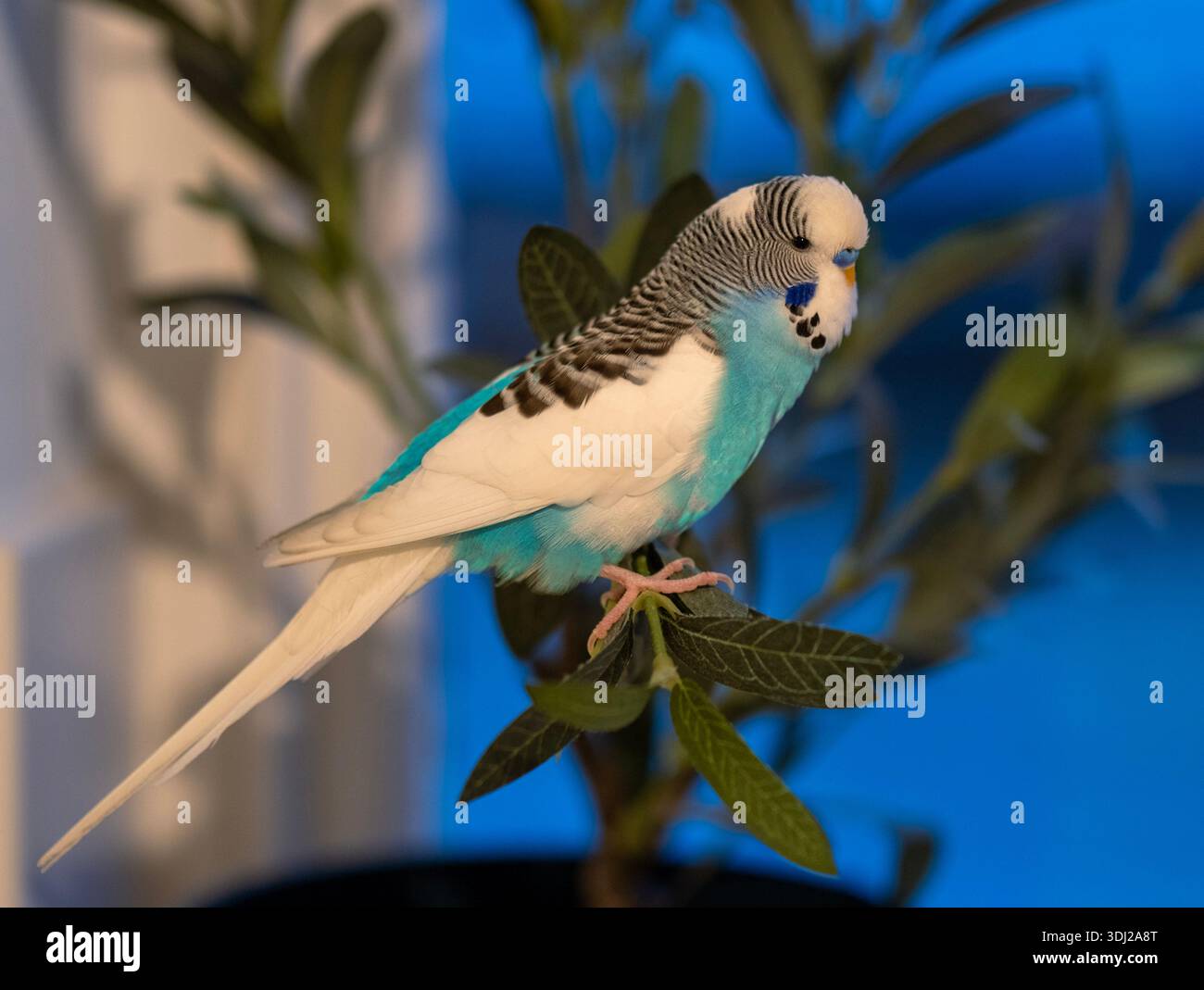 A budgie, also known as a budgerigar or common parakeet, is a small ...