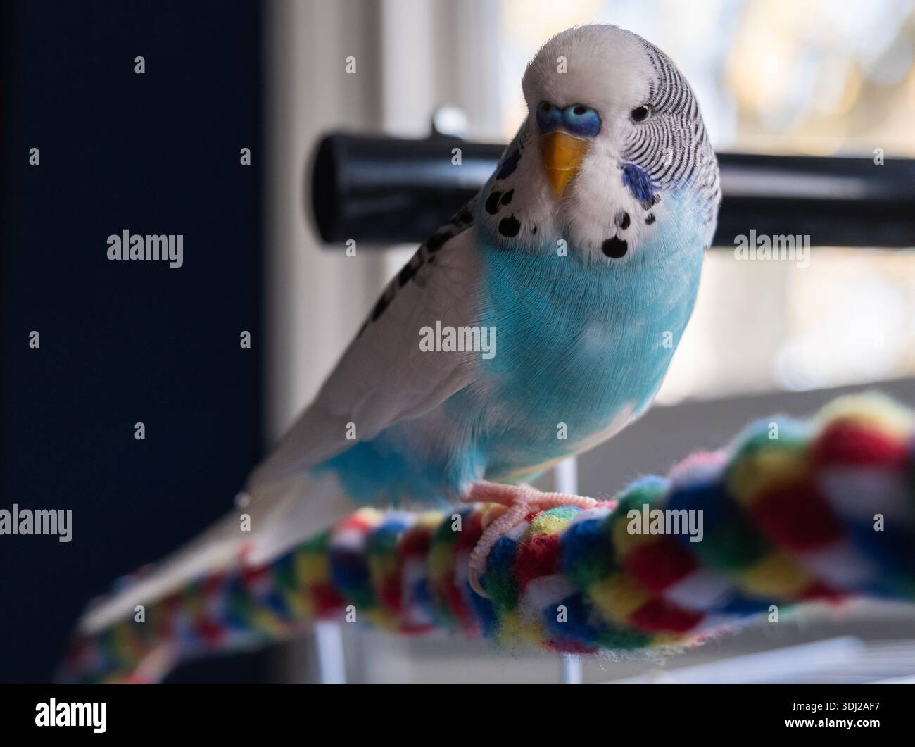 A budgie, also known as a budgerigar or common parakeet, is a small ...