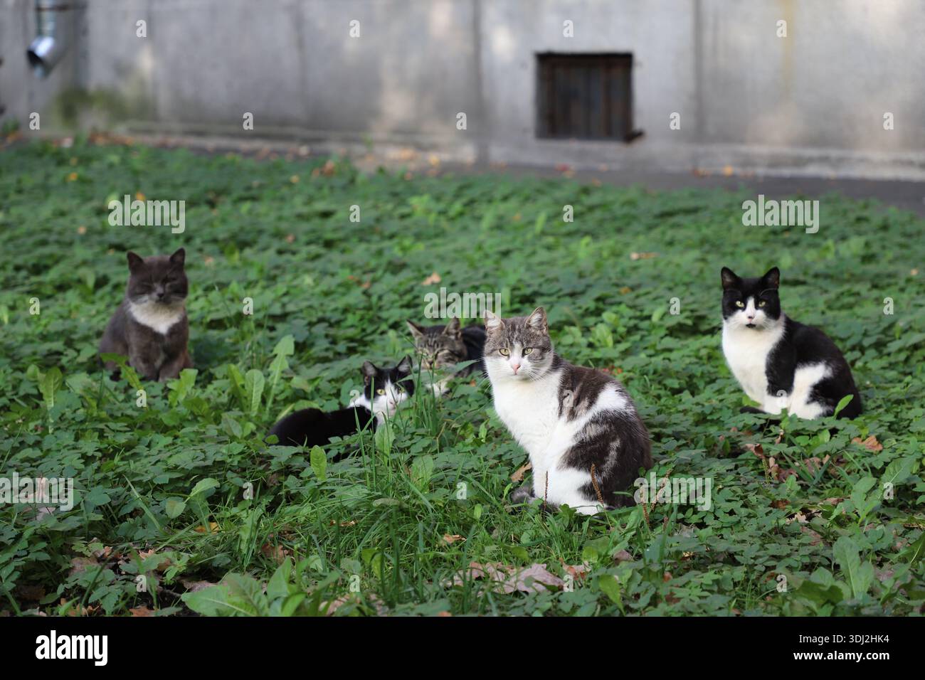 Residential cats hi-res stock photography and images - Alamy