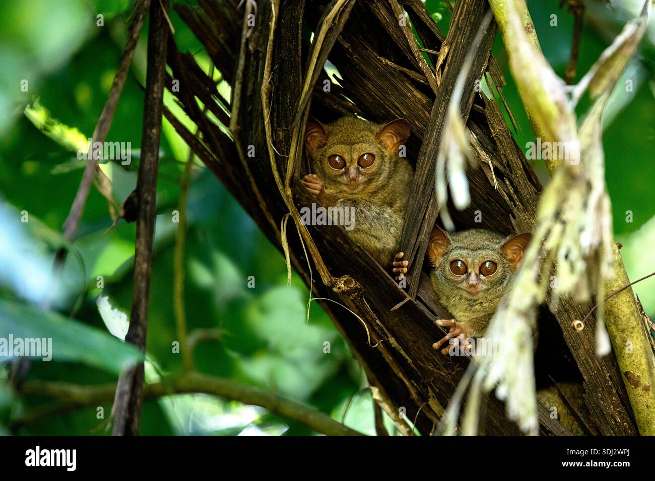 Close encounter with alien like endemic Spectral Tarsiers (Tarsius ...
