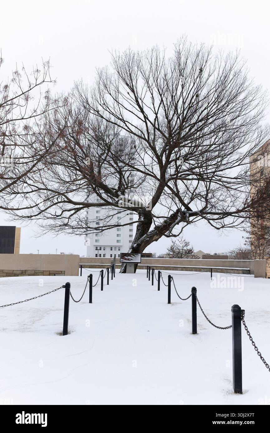 The Survivor Tree and snow at the Oklahoma City Bombing Memorial ...