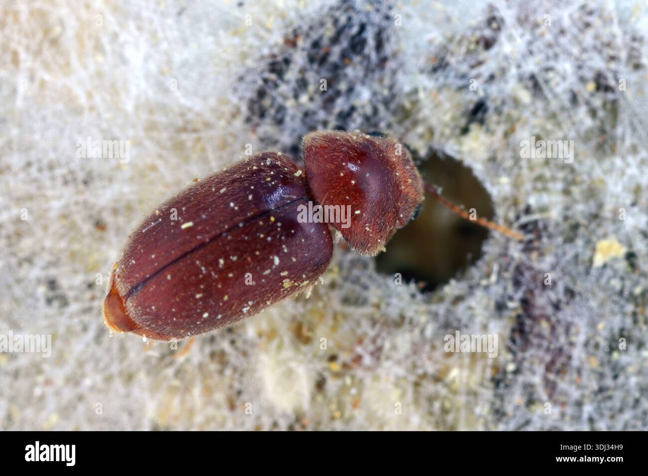 Cigarette beetle also called tobacco weevil, Lasioderma serricorne. An ...