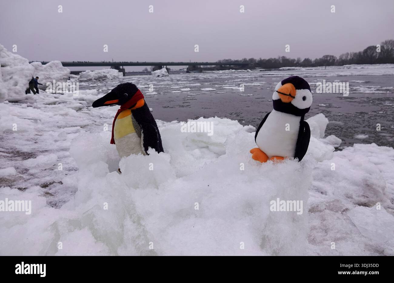 24 January 2026, Schleswig-Holstein, Geesthacht: Two penguin stuffed ...