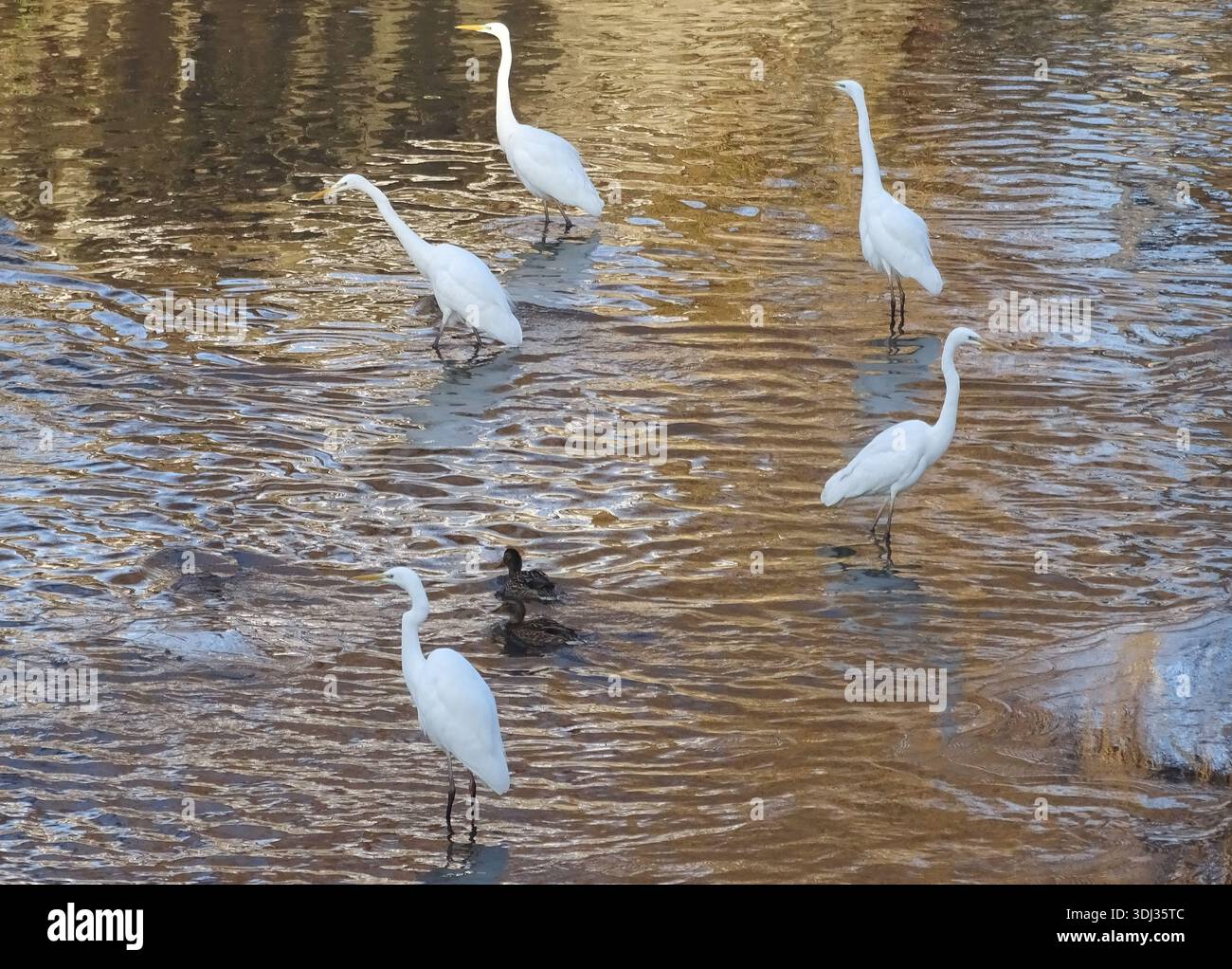 Group of Great Egrets (Ardea alba) and two ducks Stock Photo - Alamy