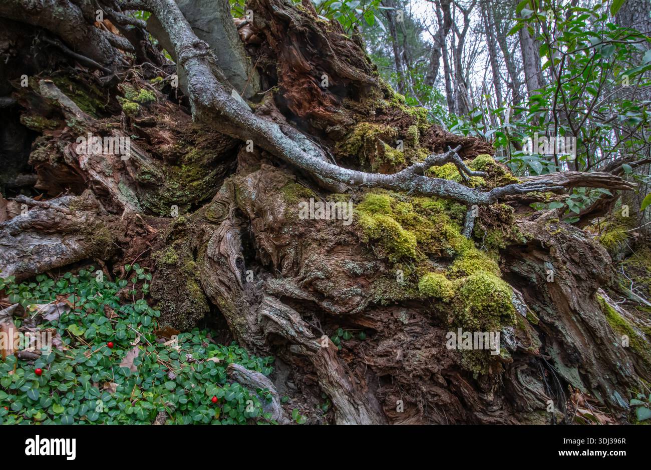 Tree roots and rocks exposed by a backwoods roadcut in a forest in the ...