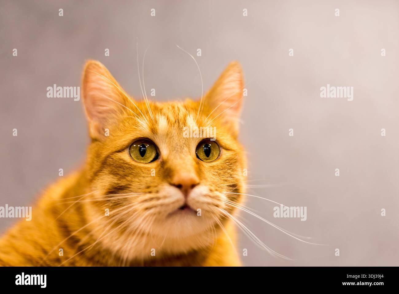 Fluffy cat looks up hi-res stock photography and images - Alamy