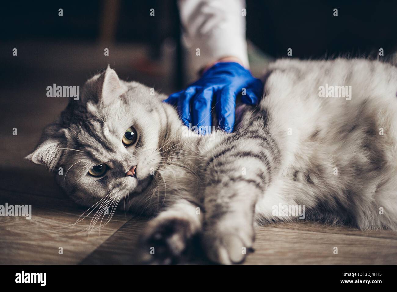 Veterinary for treating sick british cats, Maintain animal health ...