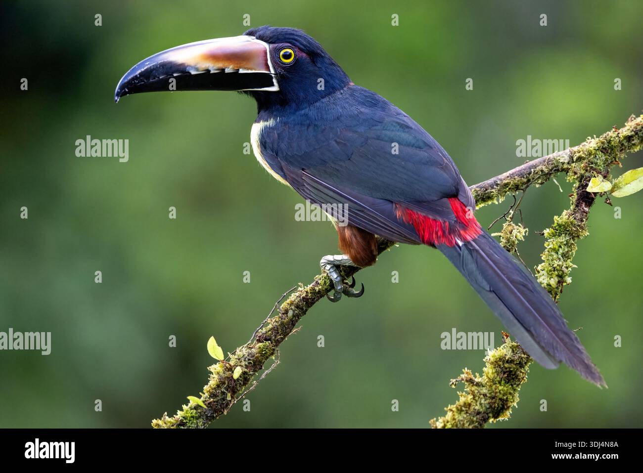 Collared aracari (Pteroglossus torquatus) - La Laguna del Lagarto Eco ...