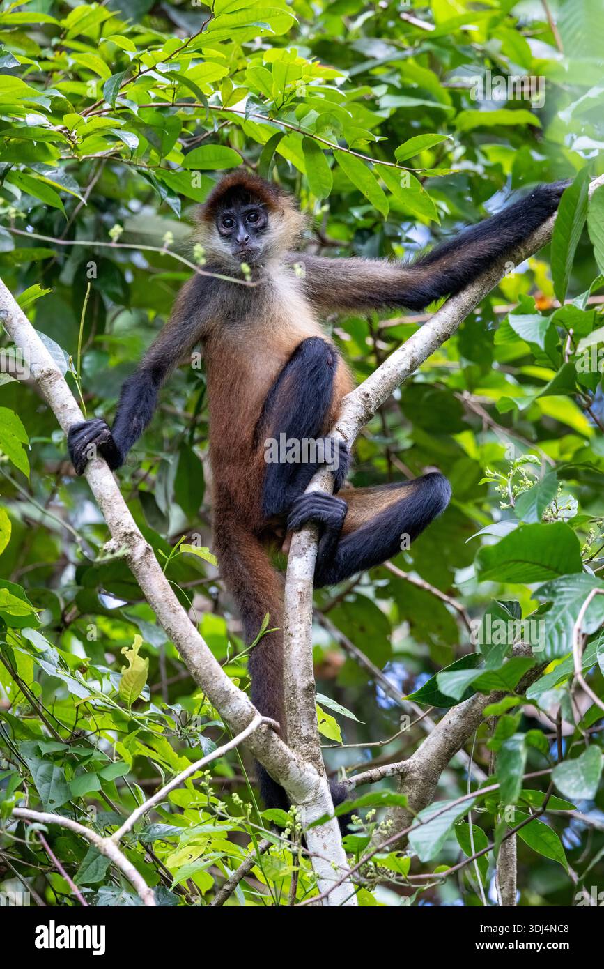 Geoffroy's spider monkey (Ateles geoffroyi) - La Laguna del Lagarto Eco ...