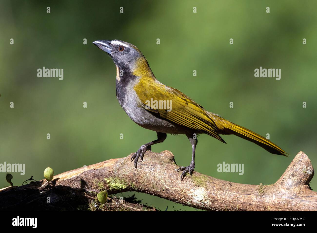 Buff-throated Saltator (Saltator maximus) - La Laguna del Lagarto Eco ...