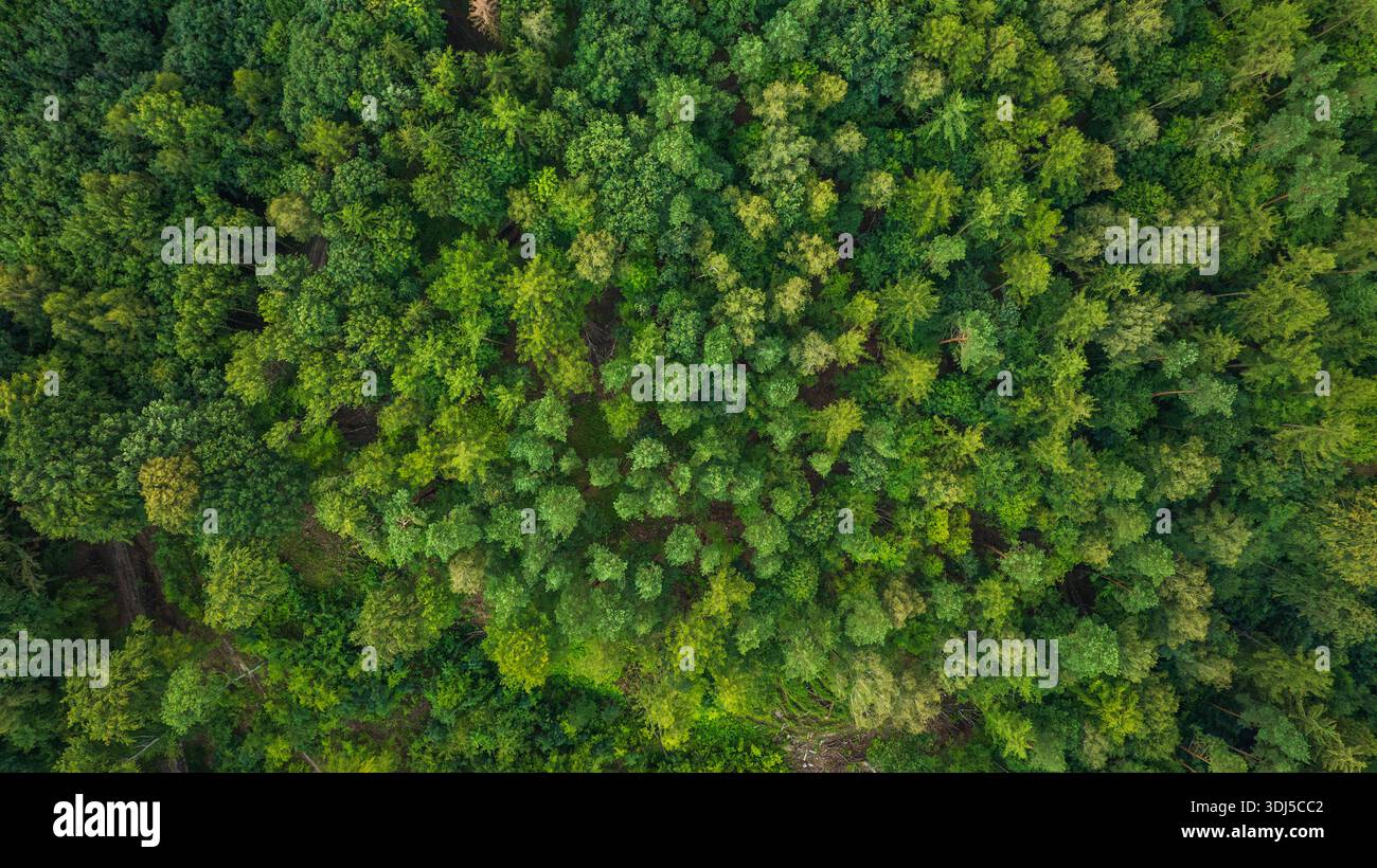 Aerial view shows conifer forest hi-res stock photography and images ...