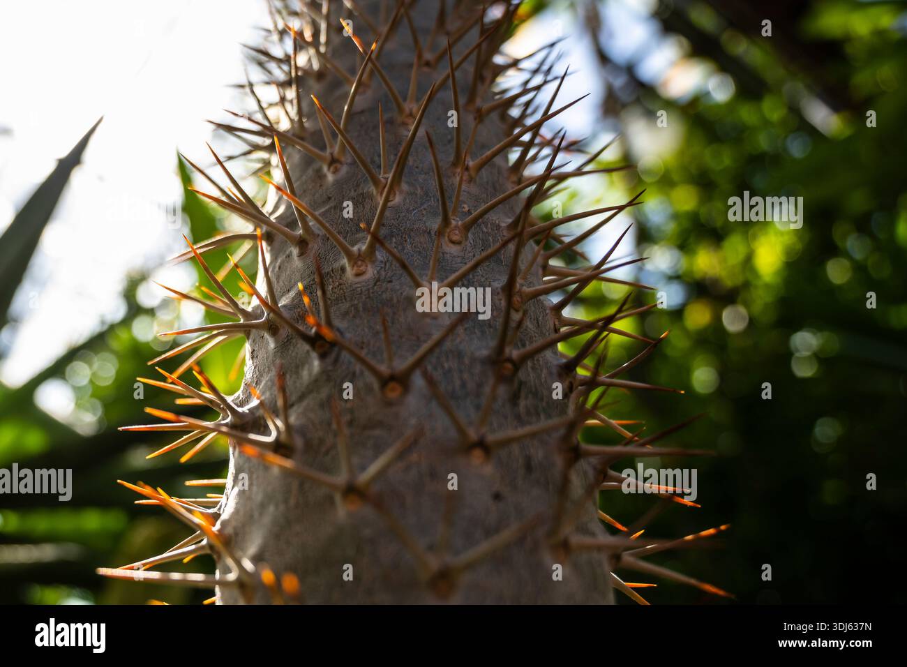 Rimlit silhouettes hi-res stock photography and images - Alamy