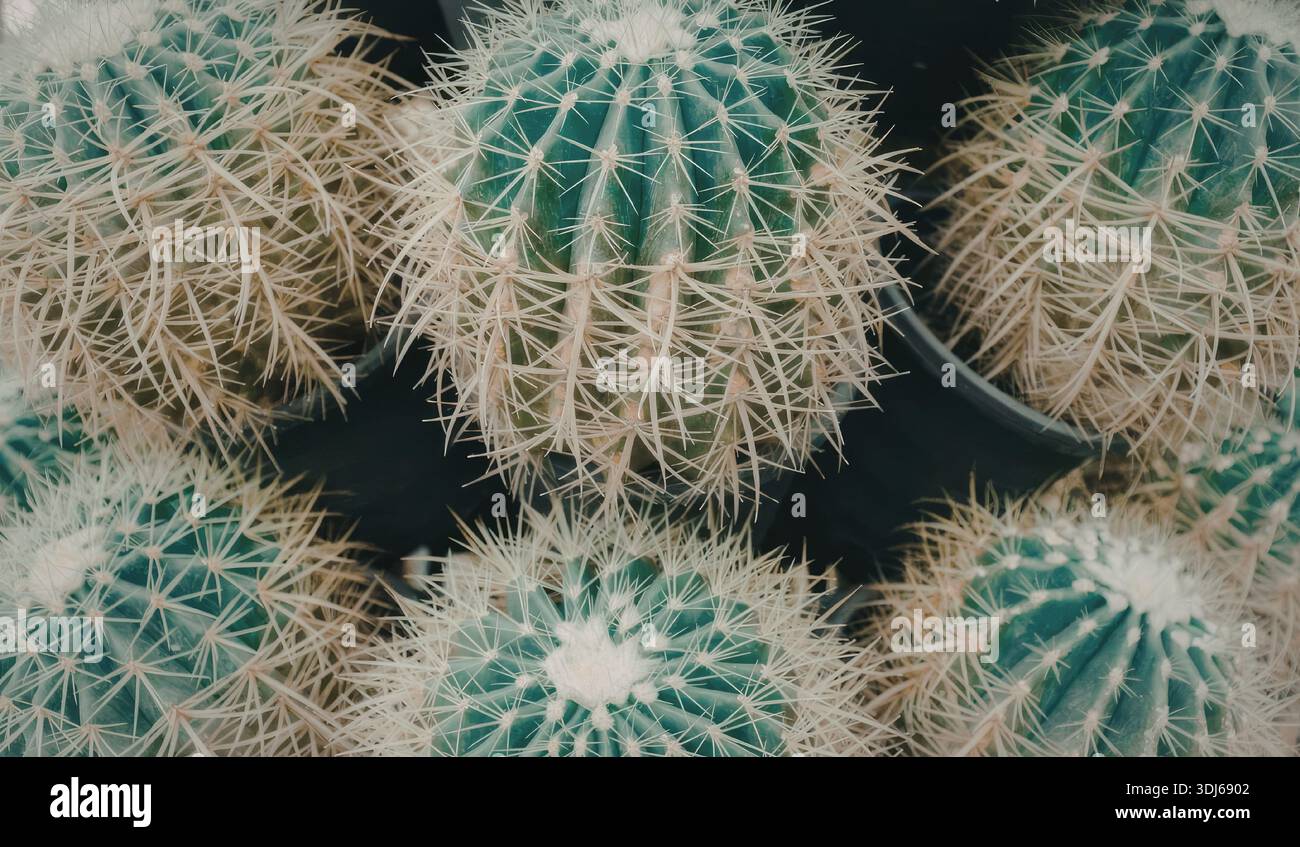 Showcasing spiky textures hi-res stock photography and images - Alamy