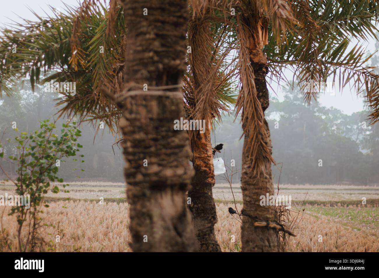 Date palm tree in container hi-res stock photography and images - Alamy