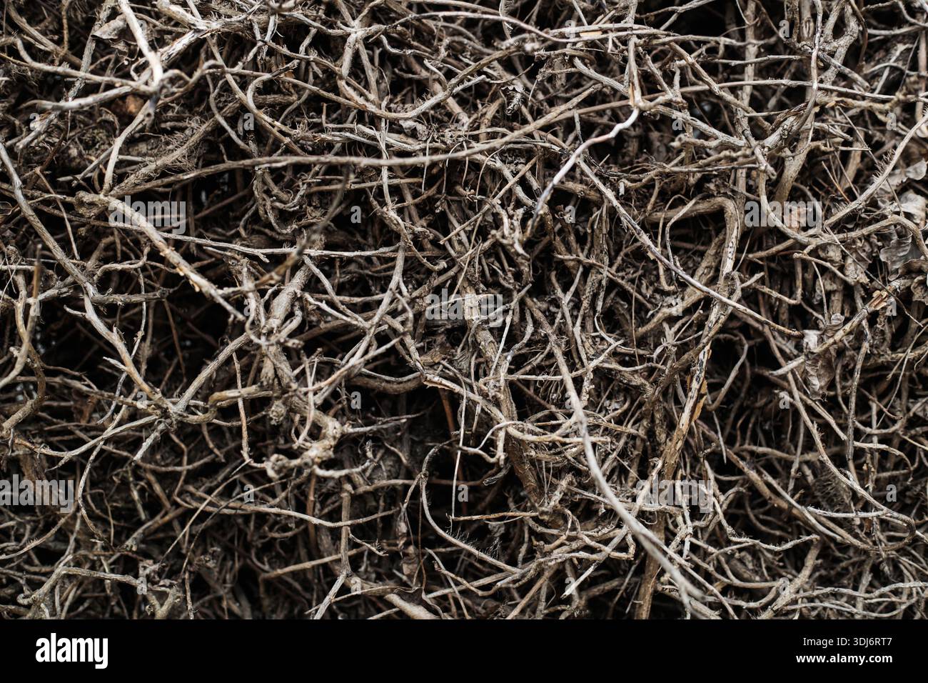 Dry tangled branches natural organic texture Stock Photo - Alamy