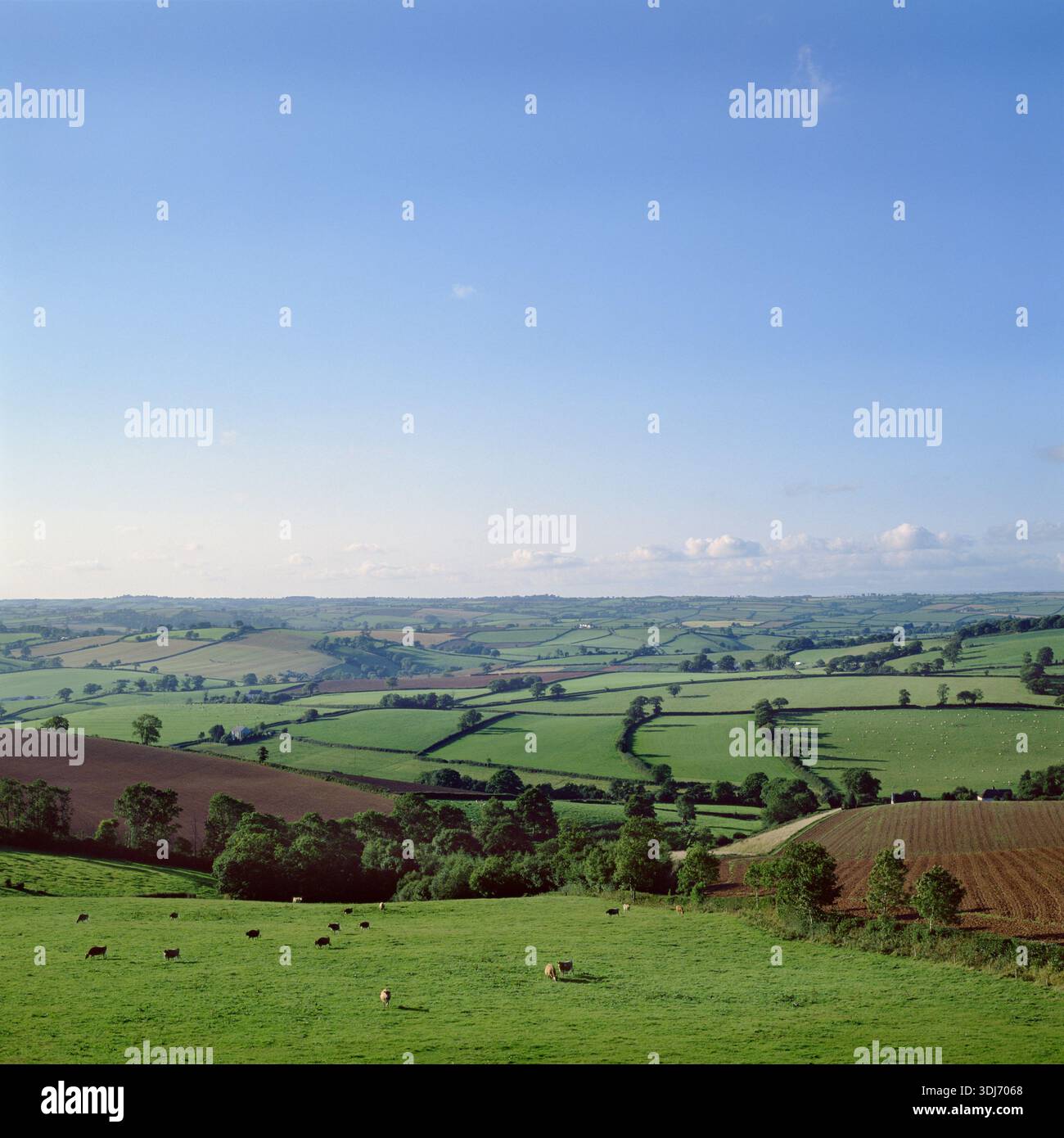 Scenic Devon farmland countryside scene showing rolling countryside and ...