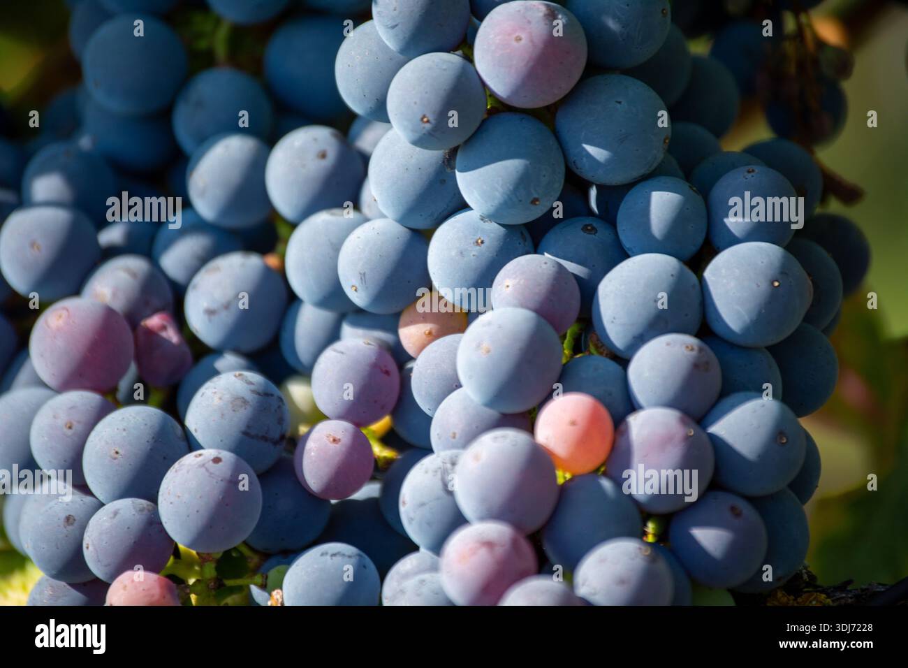 Grapes in shades of pink hi-res stock photography and images - Alamy