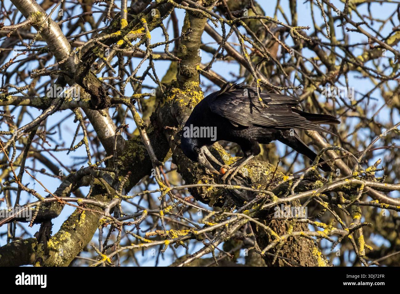 Krähen im Kreis Soest am 17.01.2026 Rabenvögel in der Sonne *** Crows ...