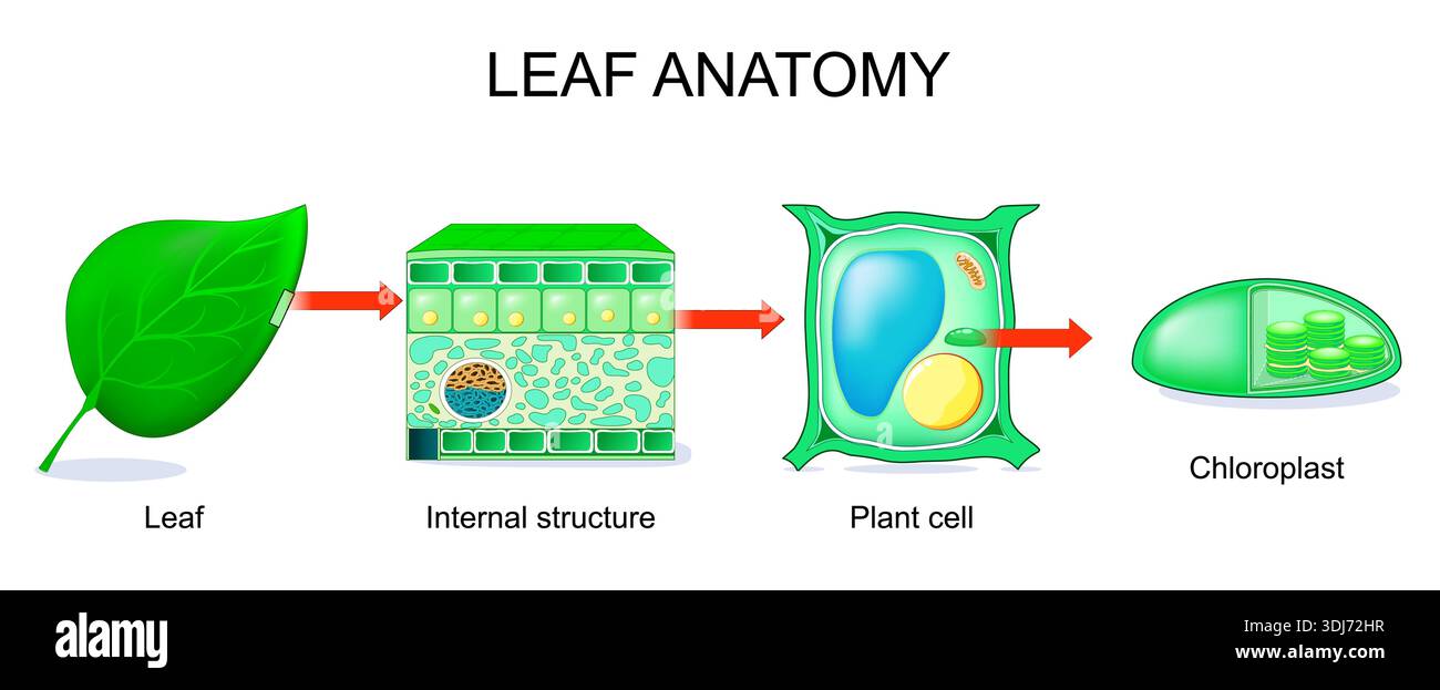 Cross Section Of A Leaf Chloroplasts