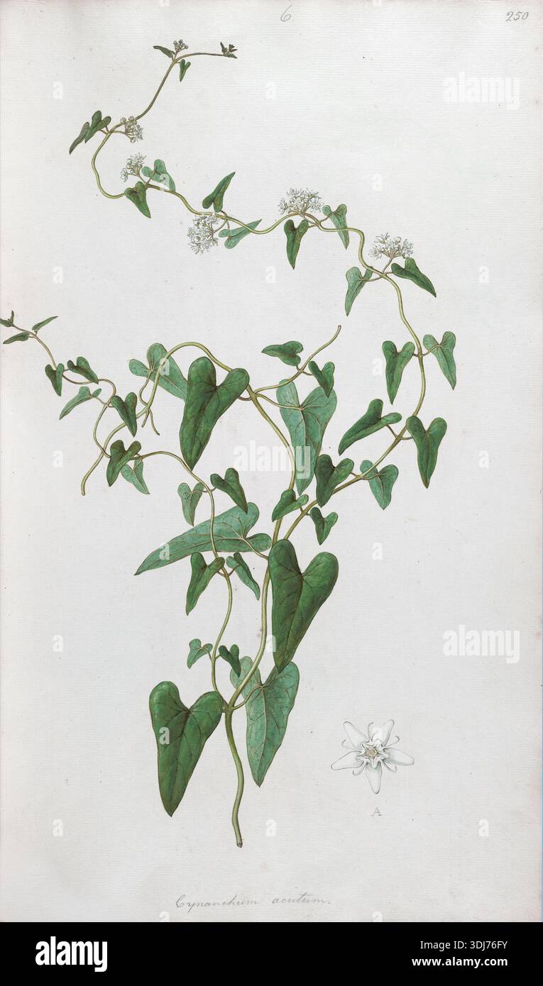 A scientific botanical watercolor by Ferdinand Bauer from the Flora ...
