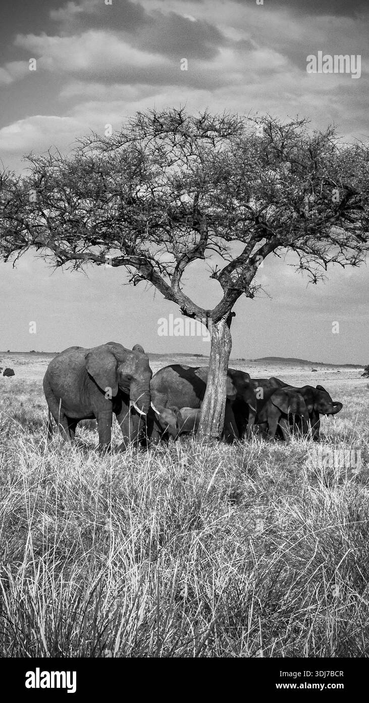 Herd of elephants resting under an acacia tree in the African savanna ...