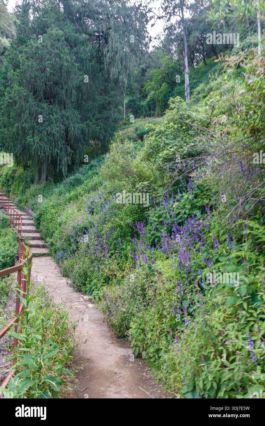Stone Footpath Lined with Wild Purple Flowers in Rural Ethiopia Stock ...