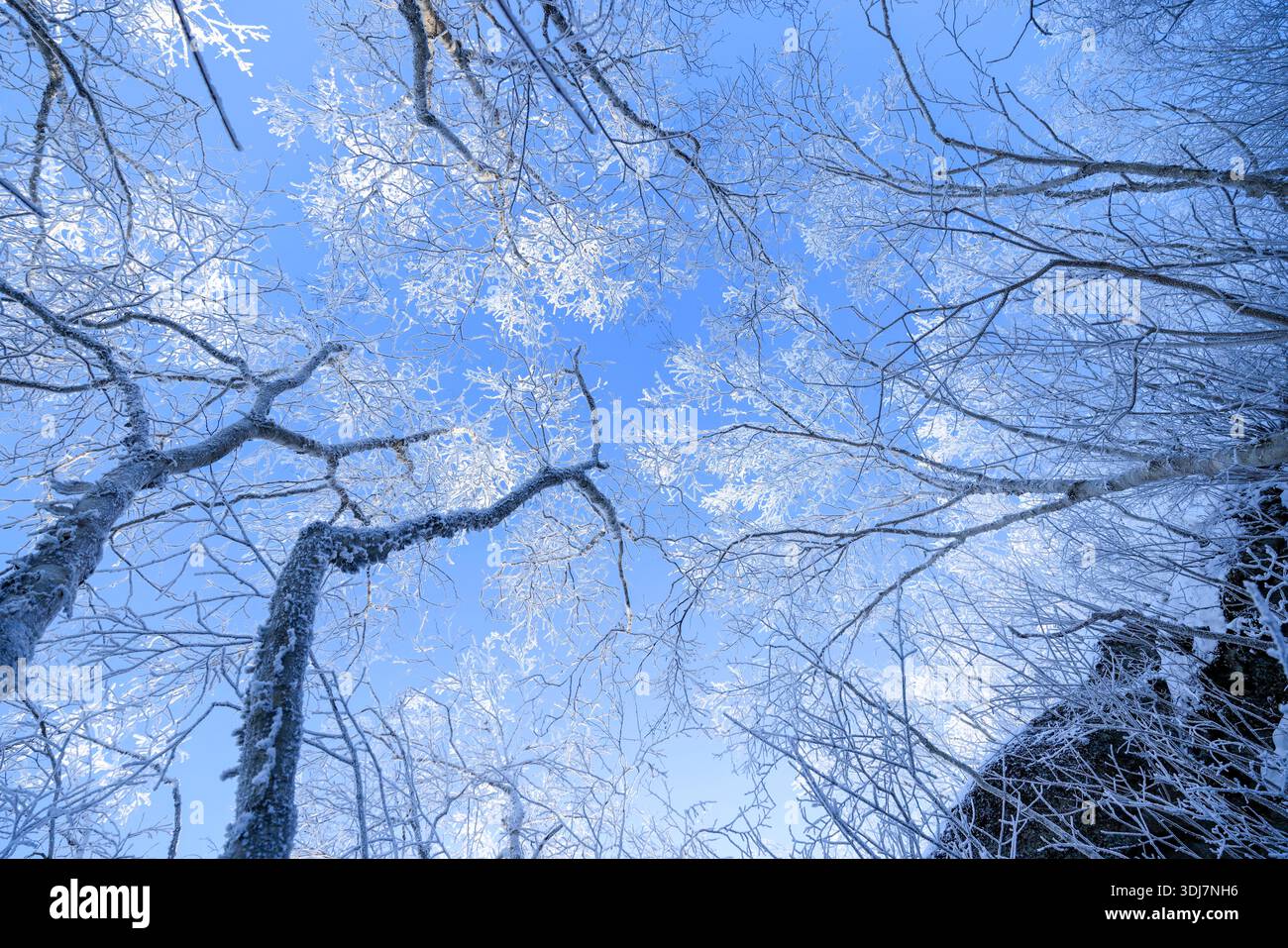 Shuangyashan. 25th Jan, 2026. This photo taken on Jan. 25, 2026 shows ...