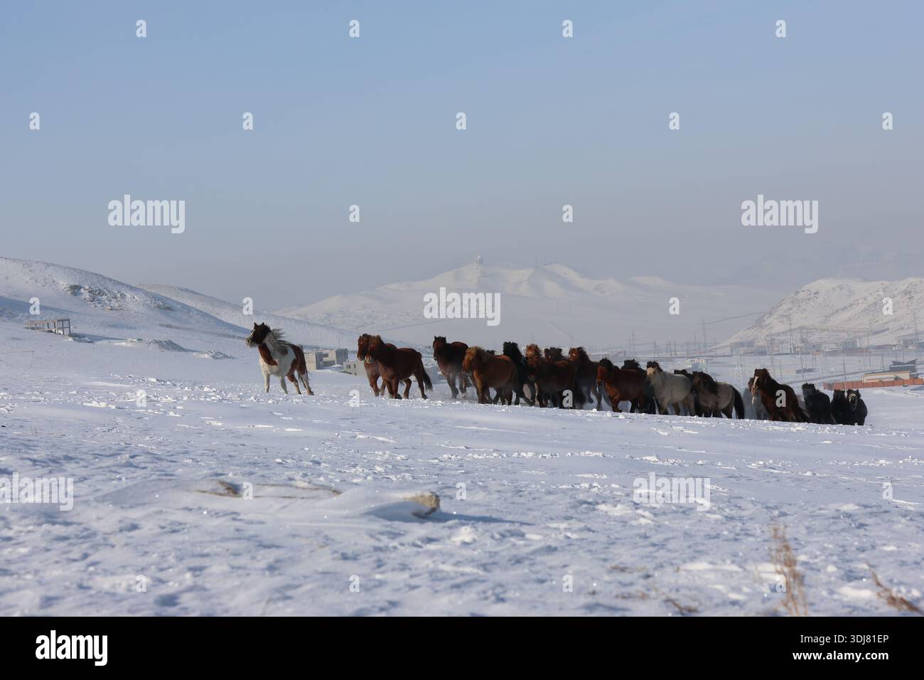 (260125) -- ULAN BATOR, Jan. 25, 2026 (Xinhua) -- Horses gallop across ...