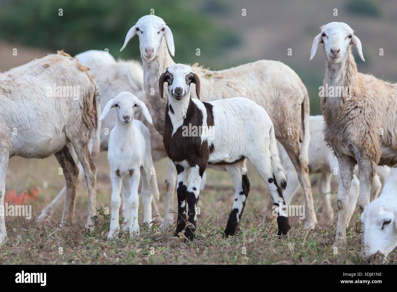 (260125) -- SAO DOMINGOS, Jan. 25, 2026 (Xinhua) -- Goats are seen at ...