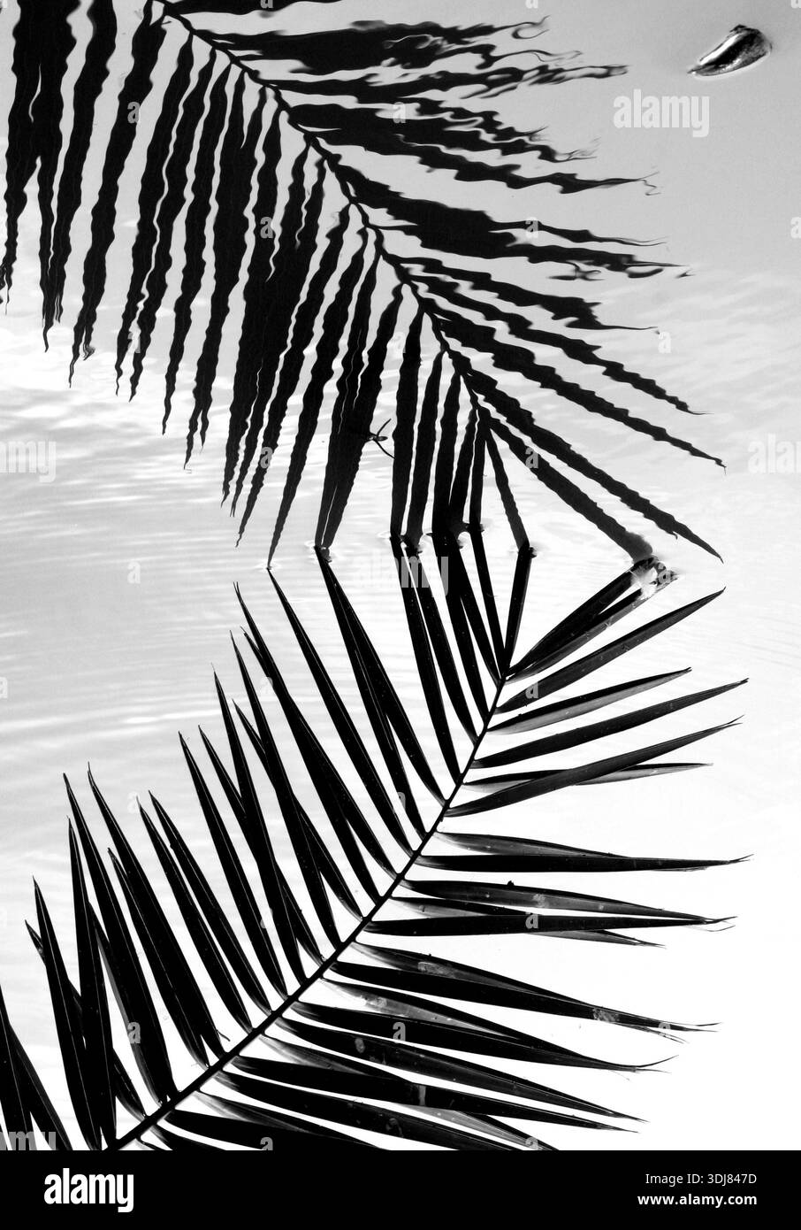 Symmetrical pattern featuring Black and White Stock Photos & Images - Alamy