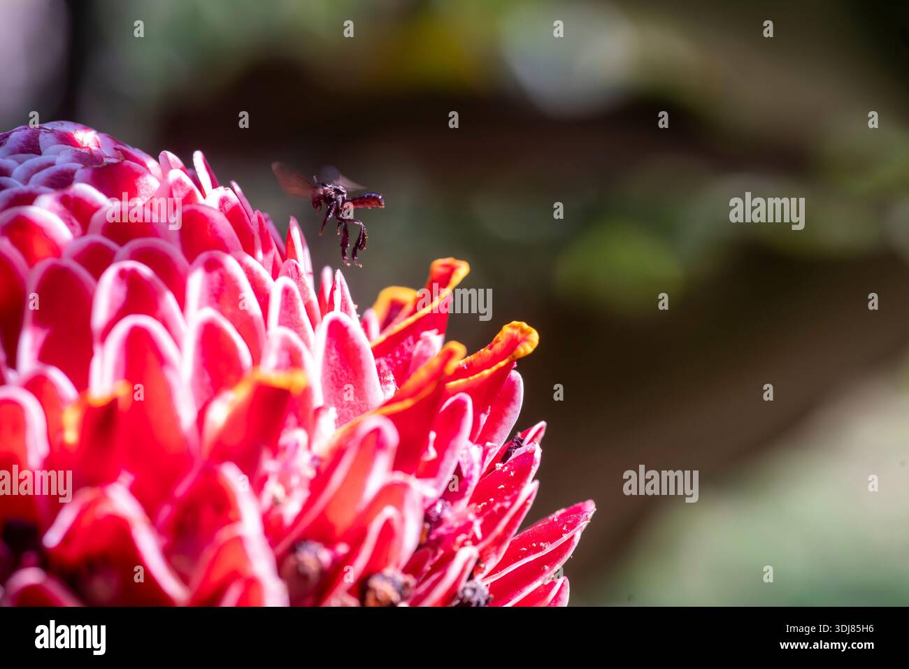 Melipona bee (Trigona Guianae) pollinating a heliconia in the Amazon ...