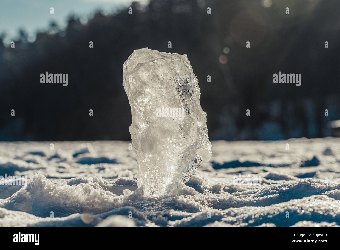 Close-up of translucent ice shard standing upright in snow, backlit by ...