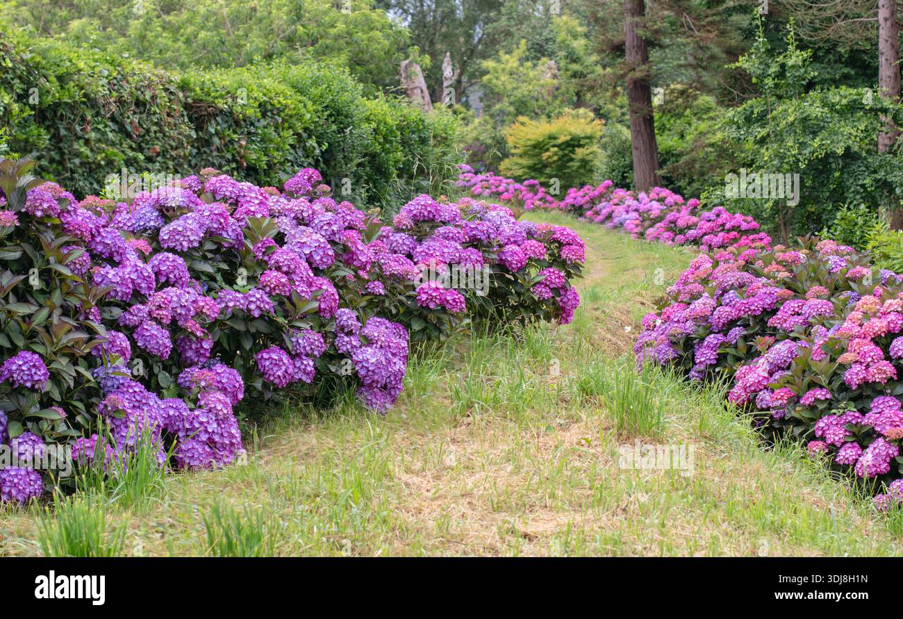 Abundantly blooming bigleaf hydrangeas (Hydrangea macrophylla) with ...