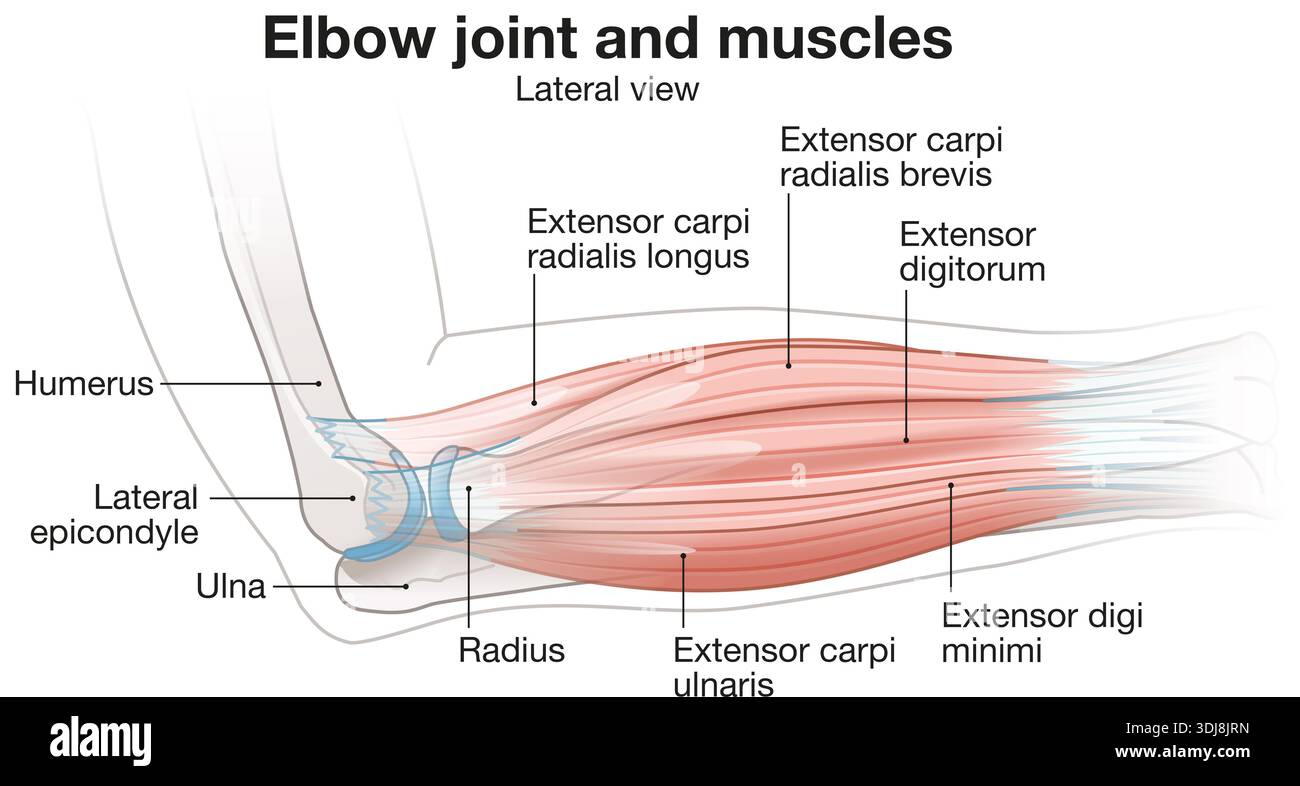 Anatomical illustration of the elbow joint and forearm extensor muscles ...