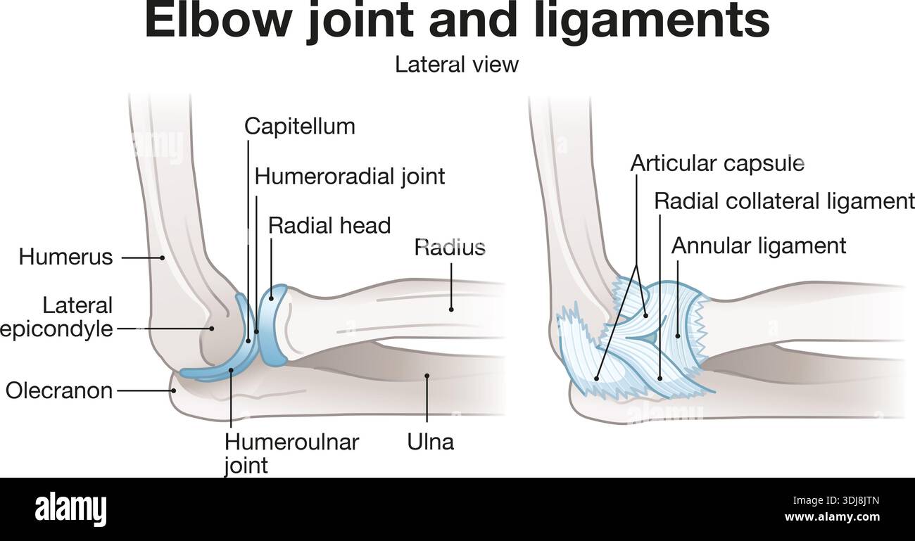 Detailed lateral elbow joint anatomy showing ligaments, joint capsule ...