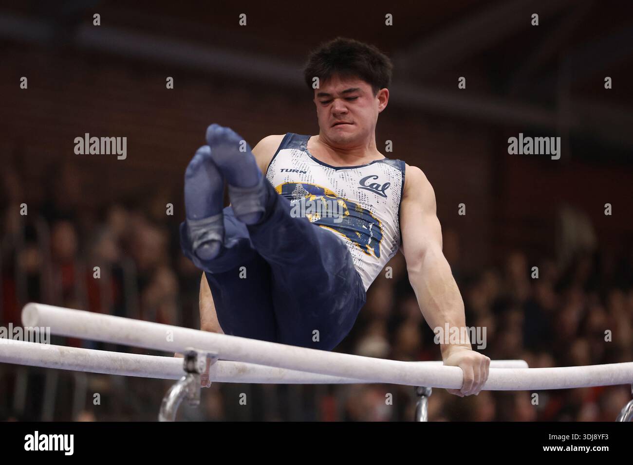 California gymnast Troy Nuesca competes on the parallel bars during an ...
