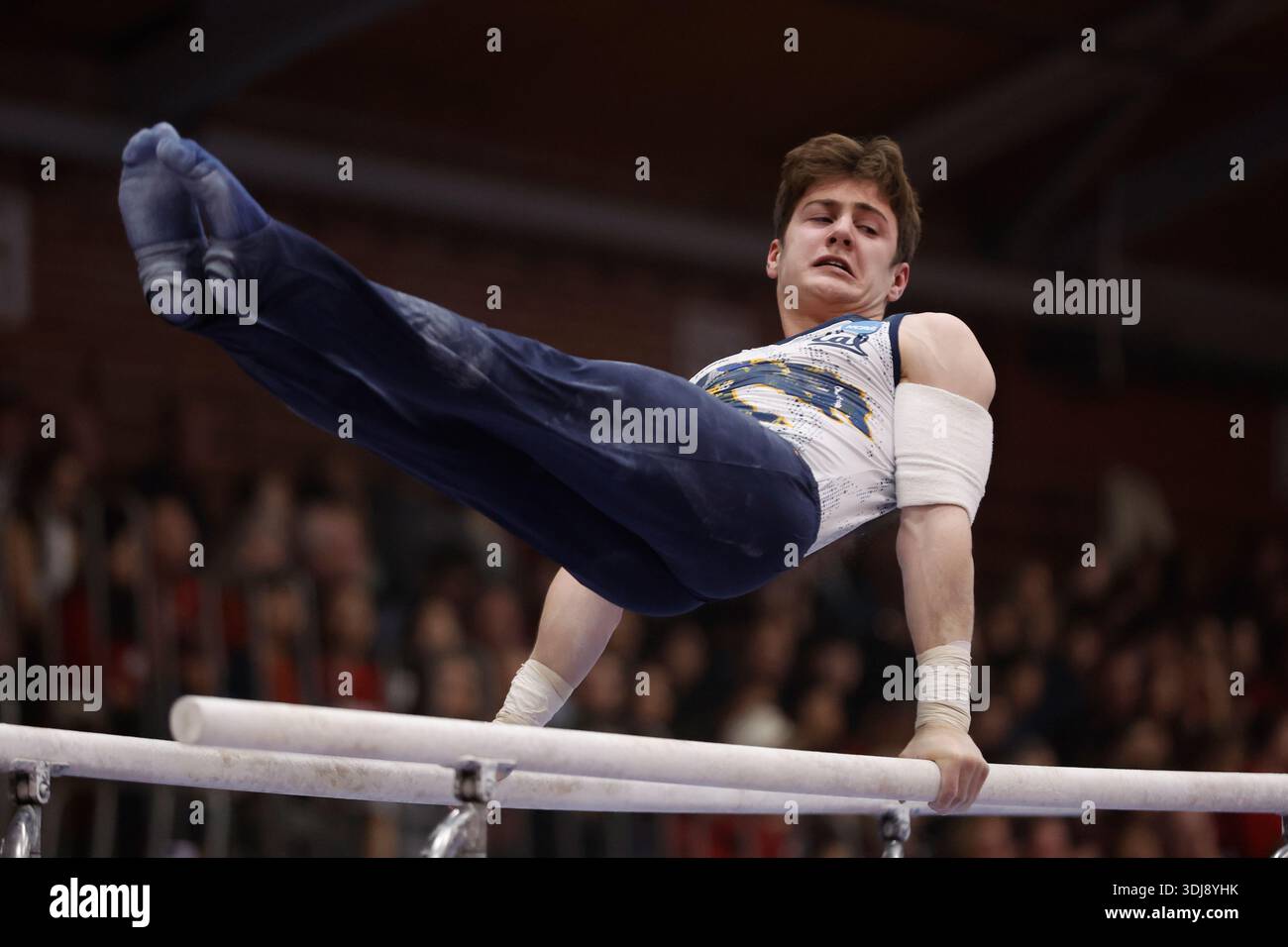 California gymnast Matteo Bardana competes on the parallel bars during ...